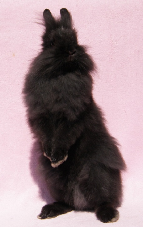 NABÍDKA MIMINEK :: ChS RabbitWorld