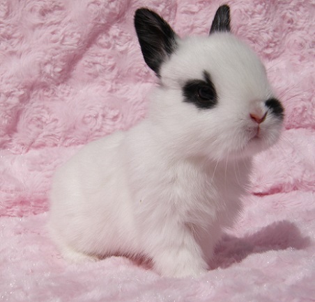 NABÍDKA MIMINEK :: ChS RabbitWorld